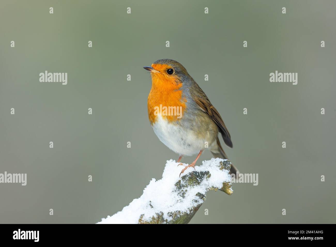 Robin na hi-res stock photography and images - Alamy