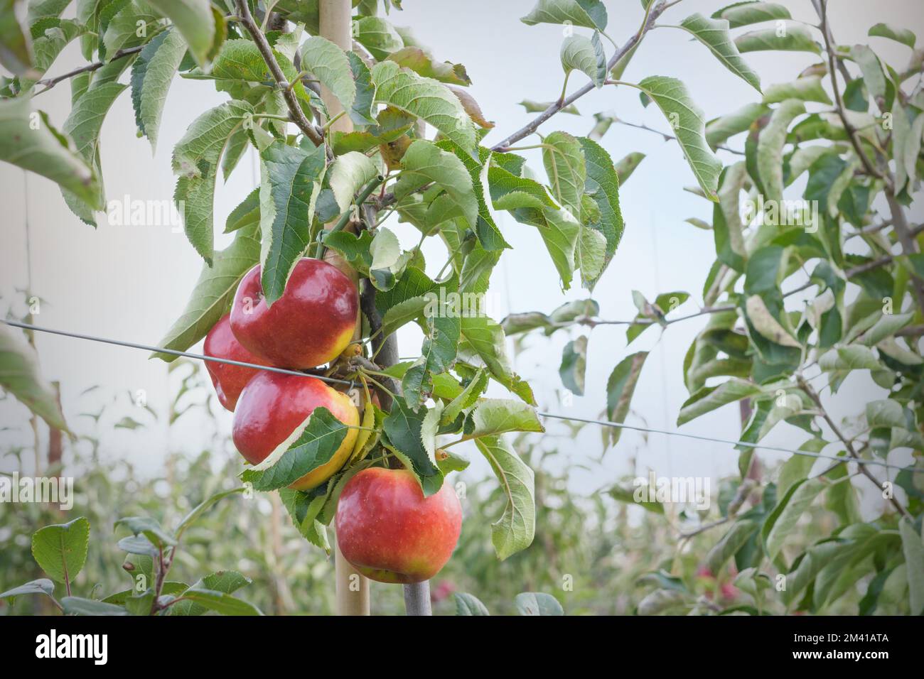 Wire with apples hi-res stock photography and images - Alamy