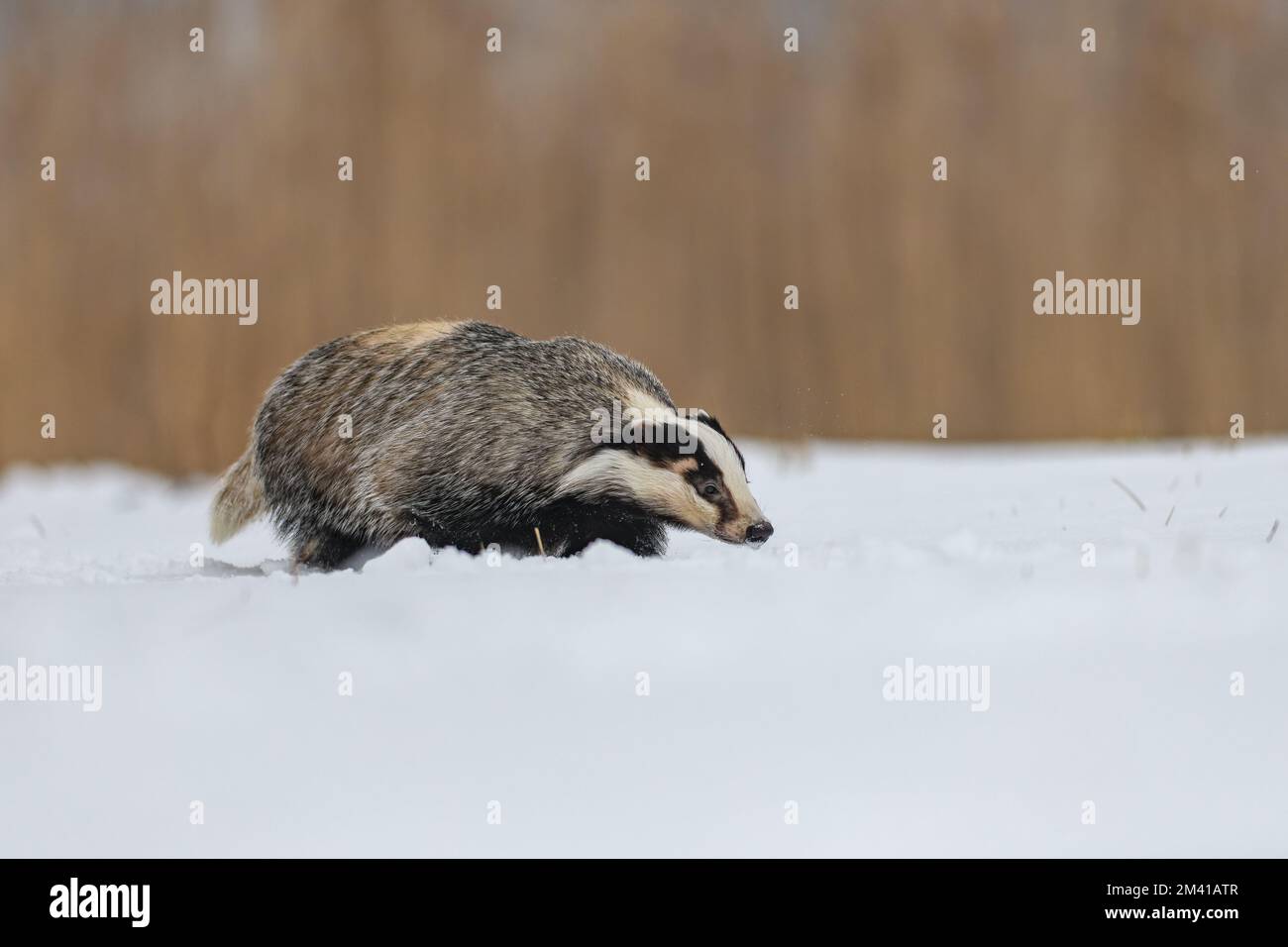 The European badger (Meles meles) in a snowy landscape near a forest in ...
