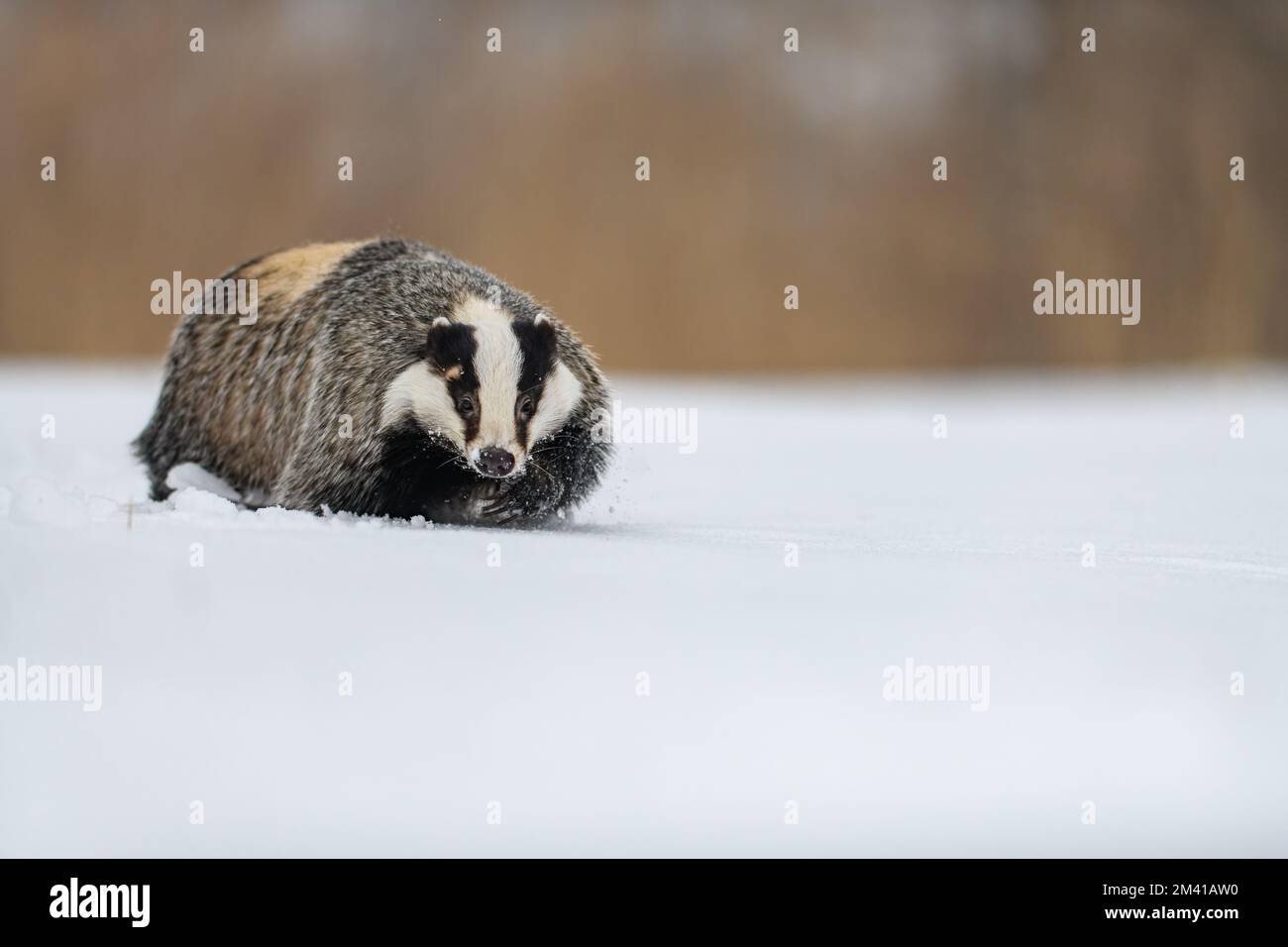 The European badger (Meles meles) in a snowy landscape near a forest in ...