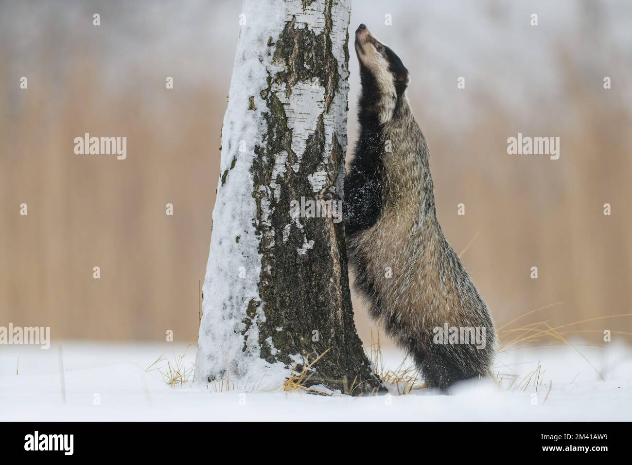 The European badger (Meles meles) tries to climb a tree for food ...