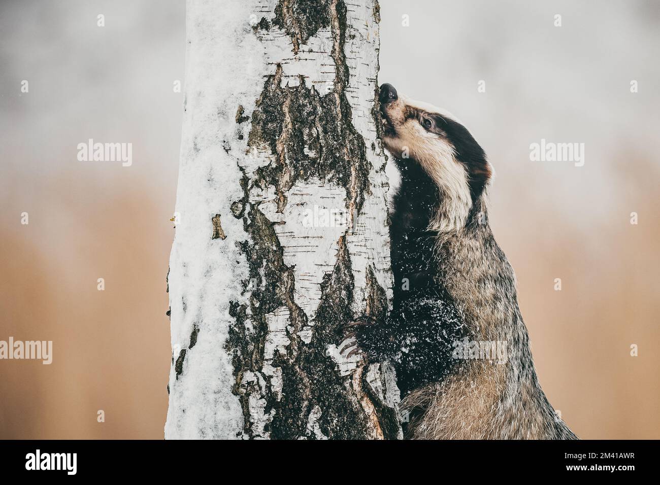 The European badger (Meles meles) harvests food from a tree trunk ...