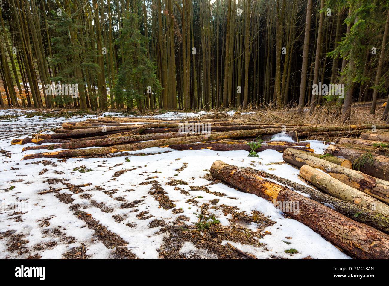 Timber production forest hi-res stock photography and images - Alamy