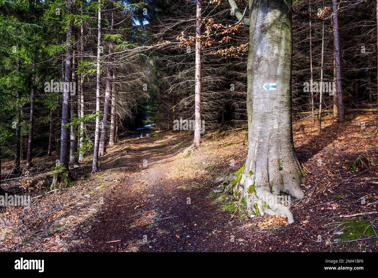 Tourist sign on the tree which helps tourist to find right way. Deep ...
