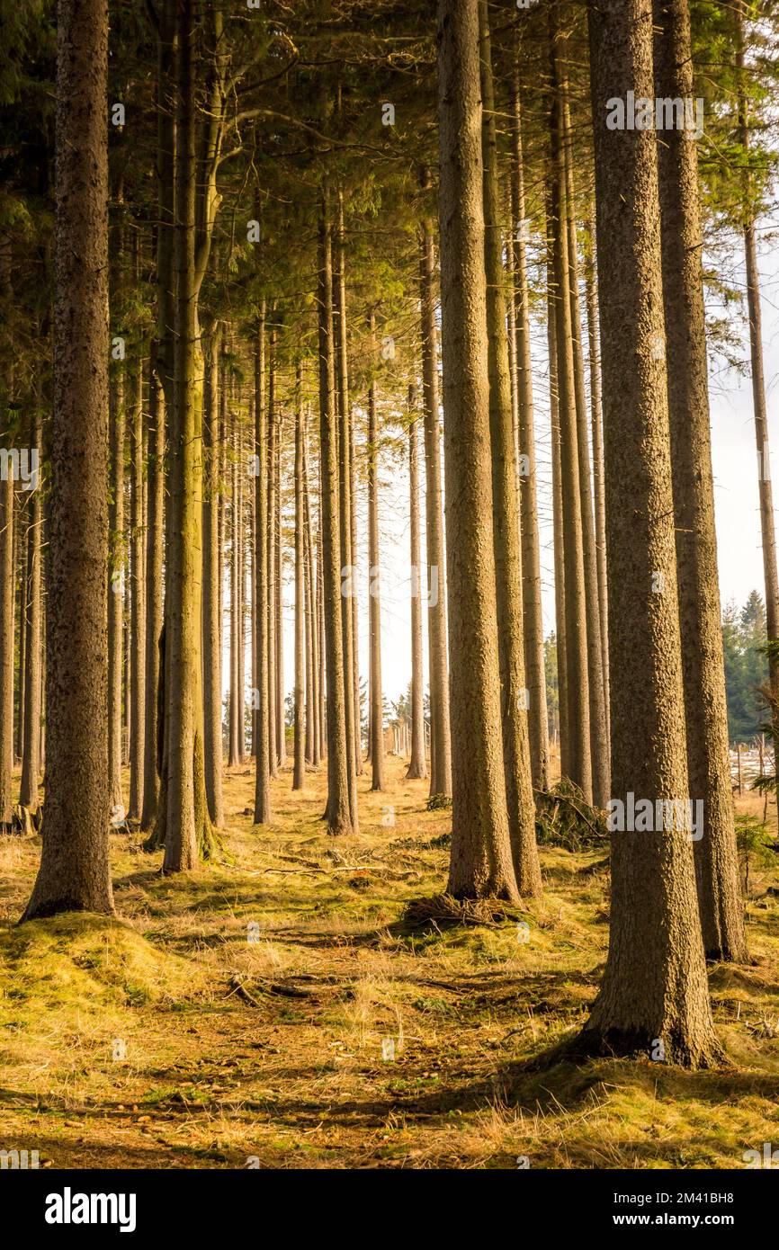Magical view of forest and trees during the sunset. Soft light and ...