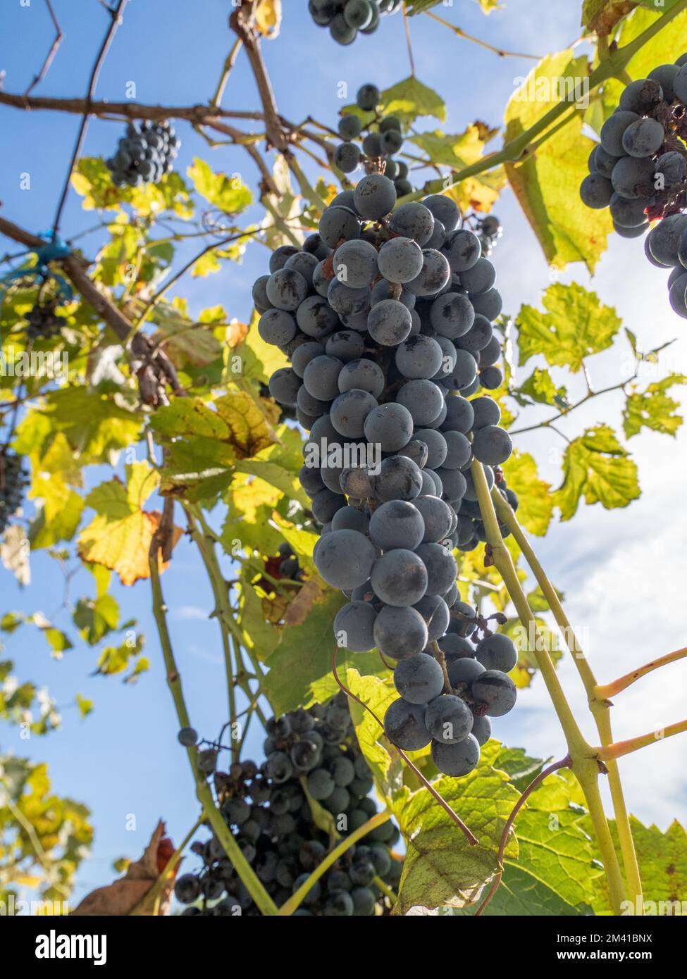 A vertical shot of the black grapes on the Common Grape Vine with green ...