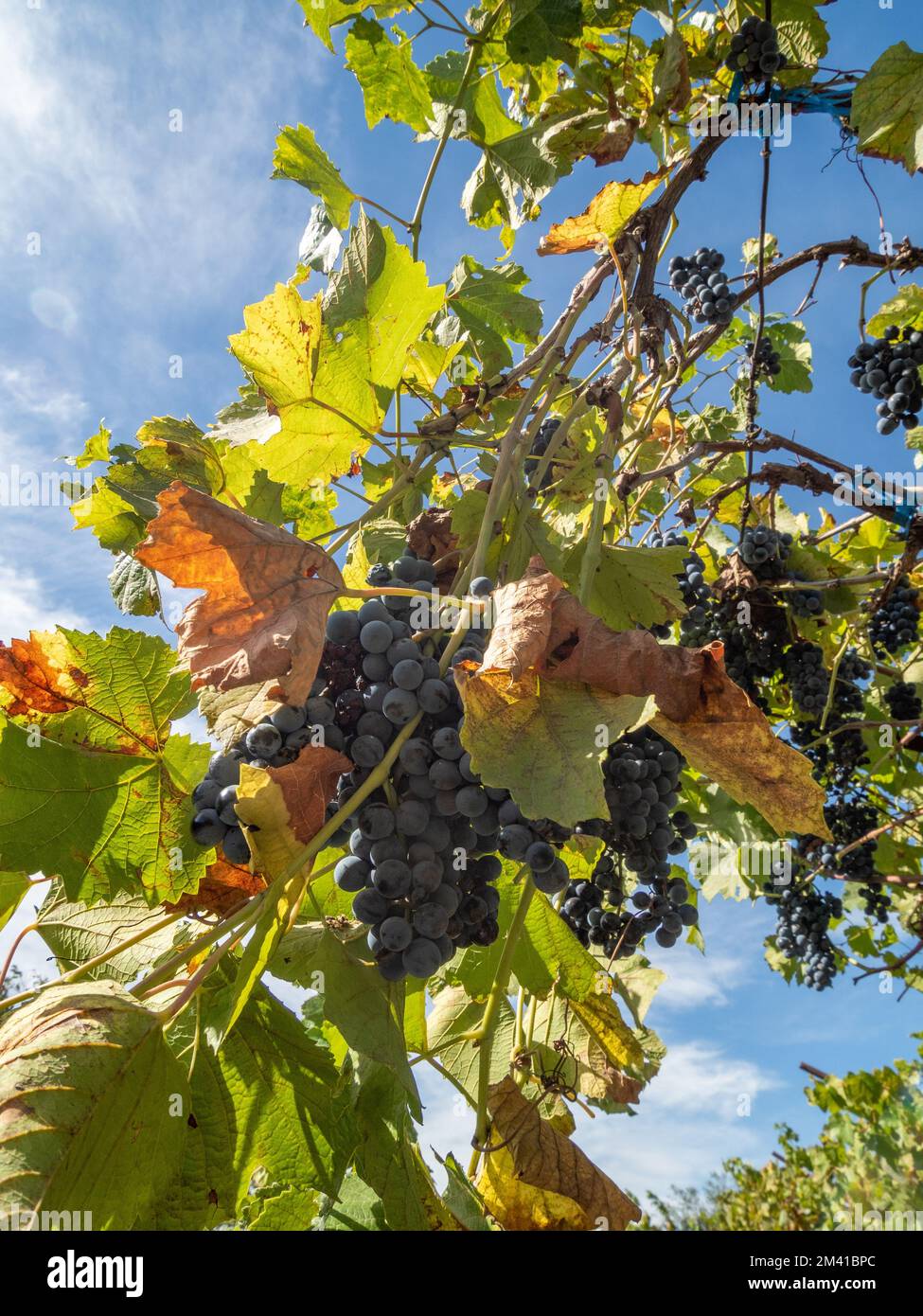 A vertical shot of the black grapes on the Common Grape Vine with green ...