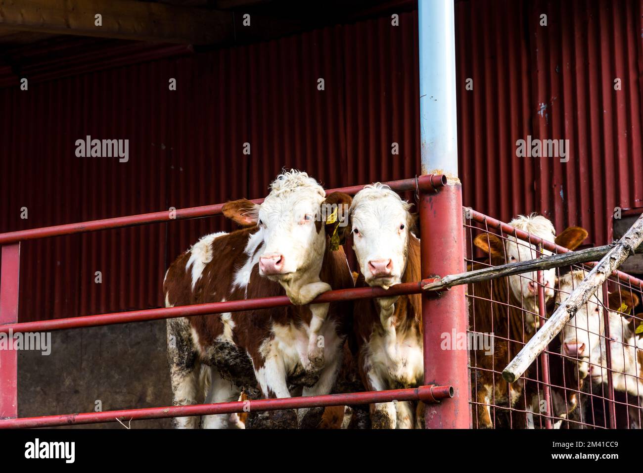 Cows on the farm, countryside agriculture production of beef meat Stock ...