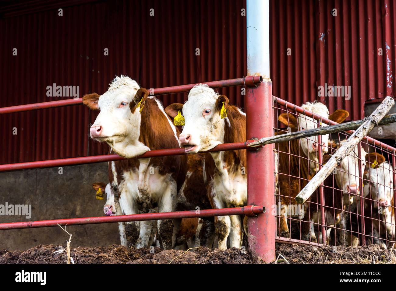 Cows on the farm, countryside agriculture production of beef meat Stock ...