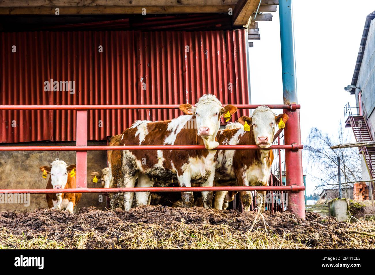 Factory farming cows hi-res stock photography and images - Alamy