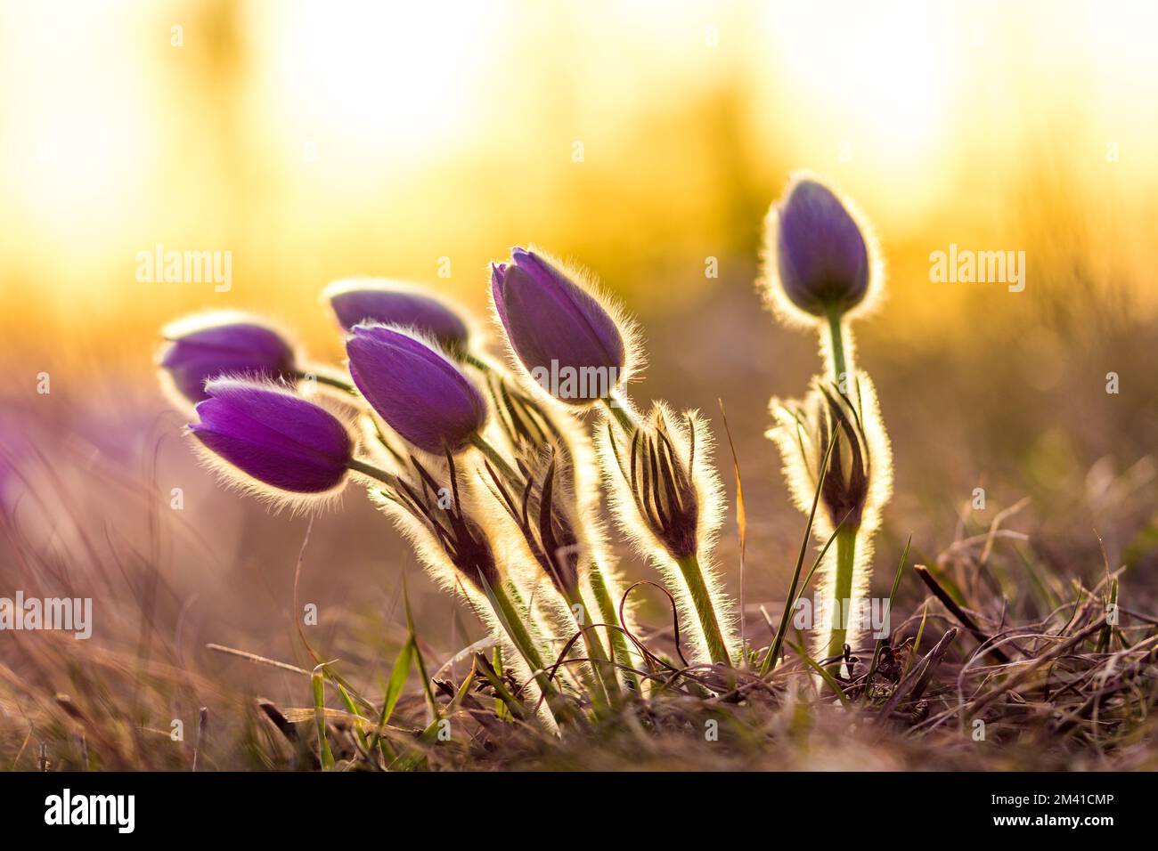 Pasque flower pulsatilla growing on the meadow. Beautiful blossom of ...