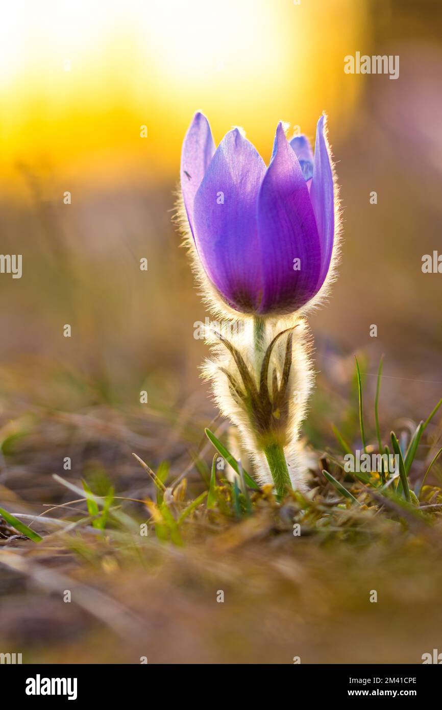Pasque flower pulsatilla growing on the meadow. Beautiful blossom of ...