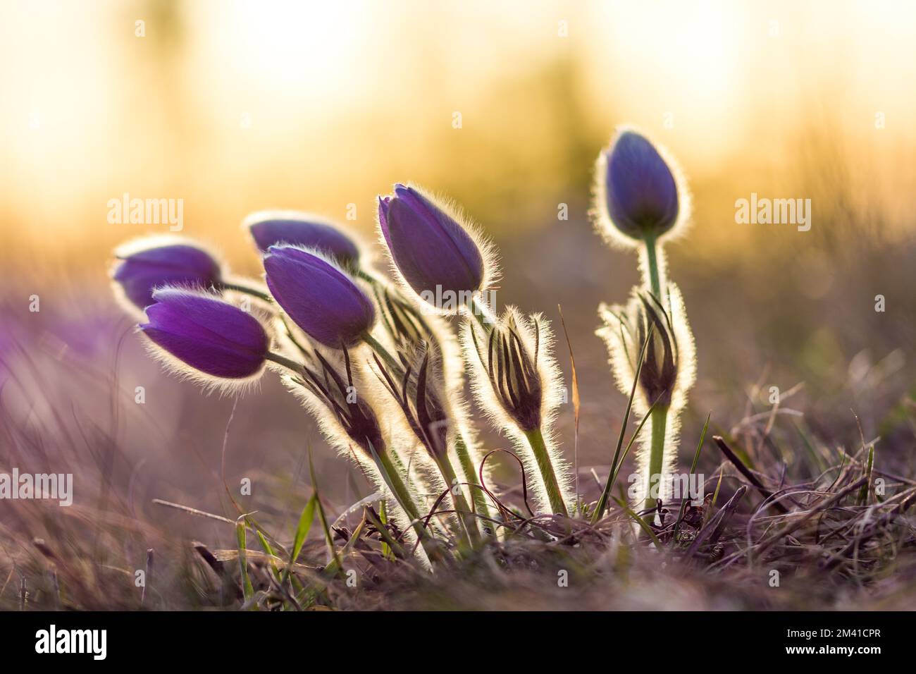 Pasque flower pulsatilla growing on the meadow. Beautiful blossom of ...