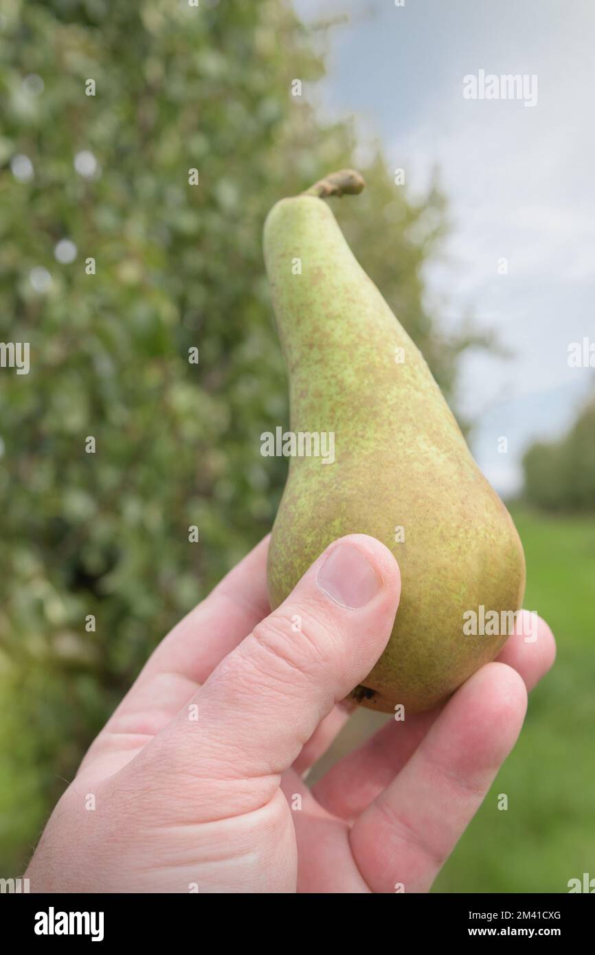 Pear organic tree field hi-res stock photography and images - Alamy