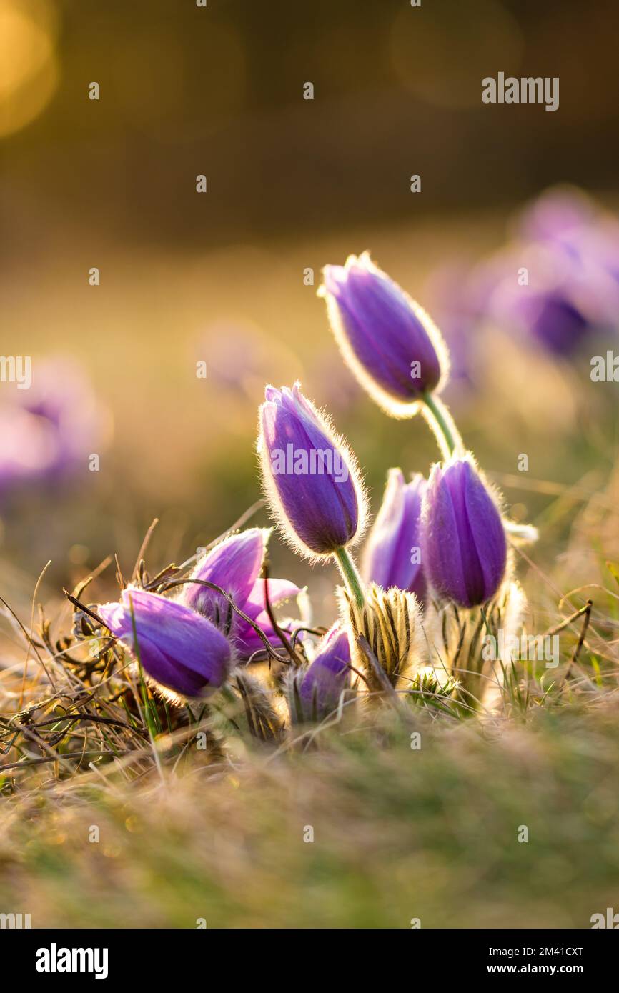 Pasque flower pulsatilla blossom. Detail macro of violet flower, taken ...
