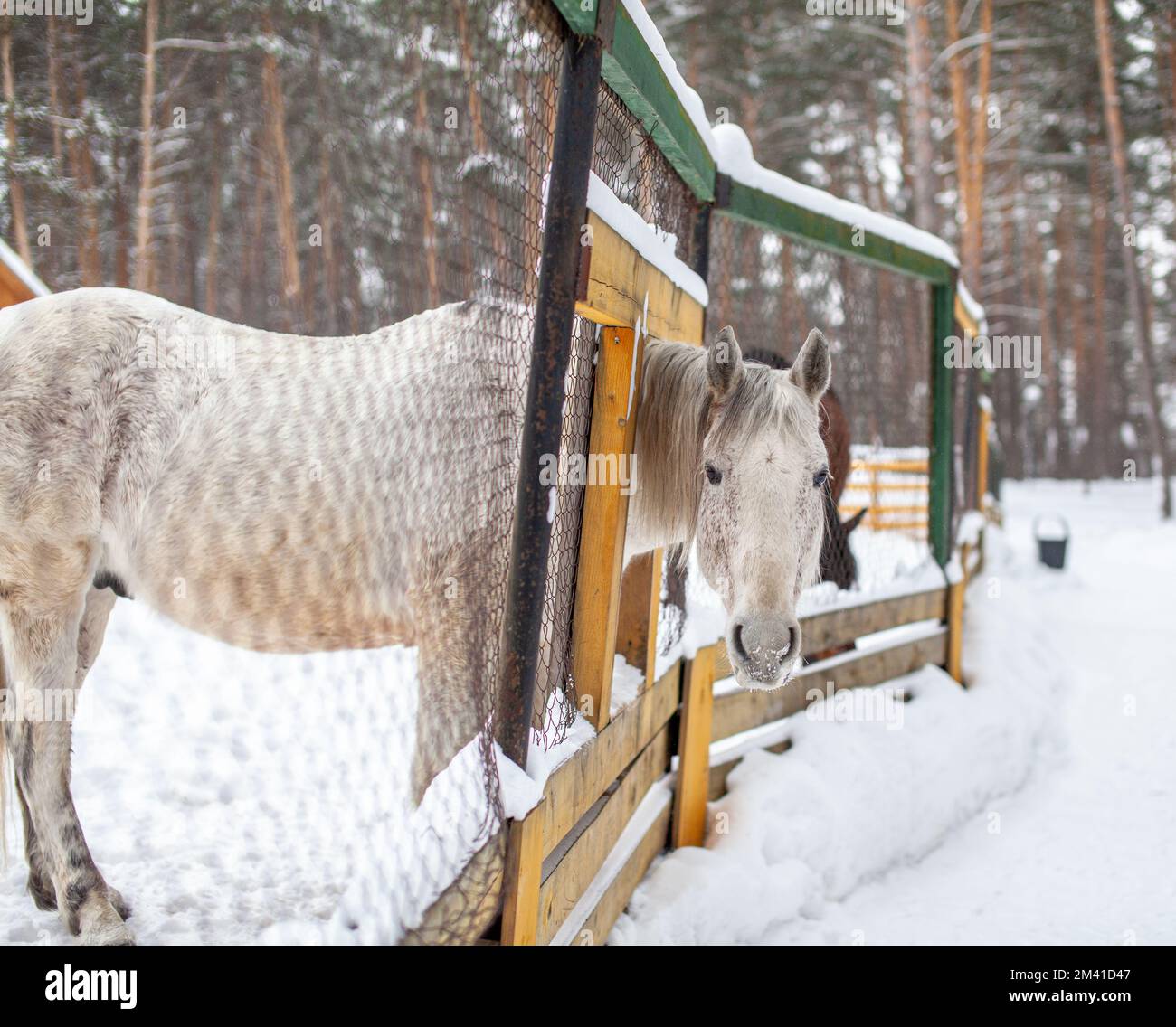 Horse head over fence hi-res stock photography and images - Alamy