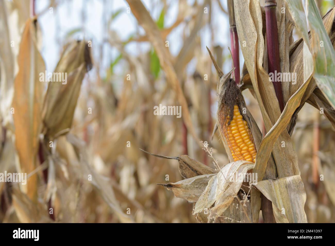 Golden corn stalks hi-res stock photography and images - Alamy