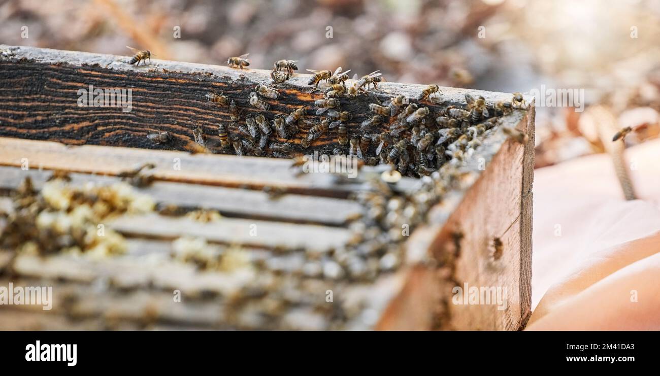 Bees with wood box, bee farming and natural, beeswax and honeycomb for ...