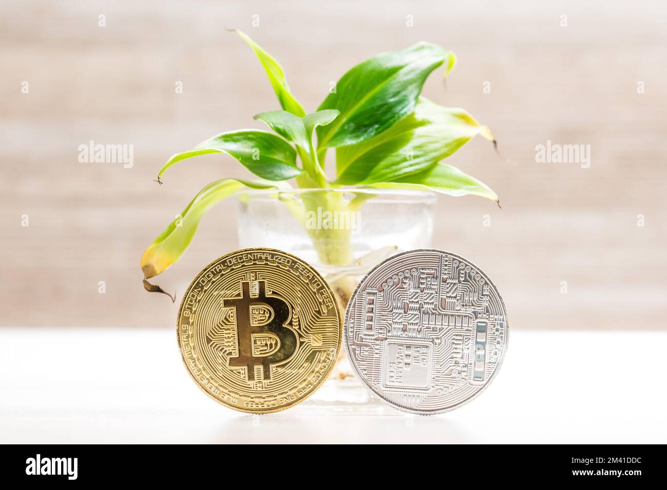 Gold and silver bitcoin coin placed under small banana tree in glass ...