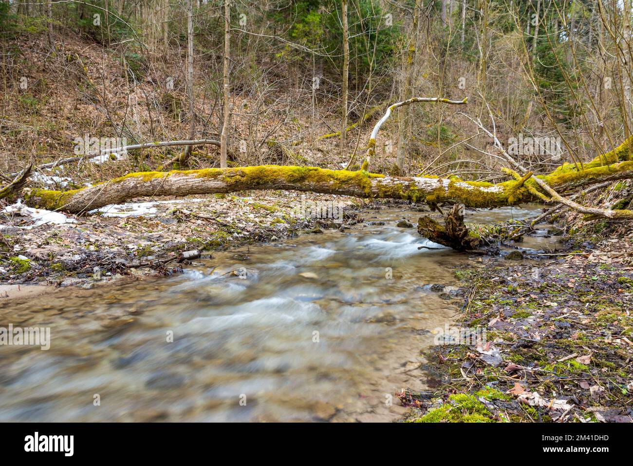 Landscape pine tree forest small river hi-res stock photography and ...