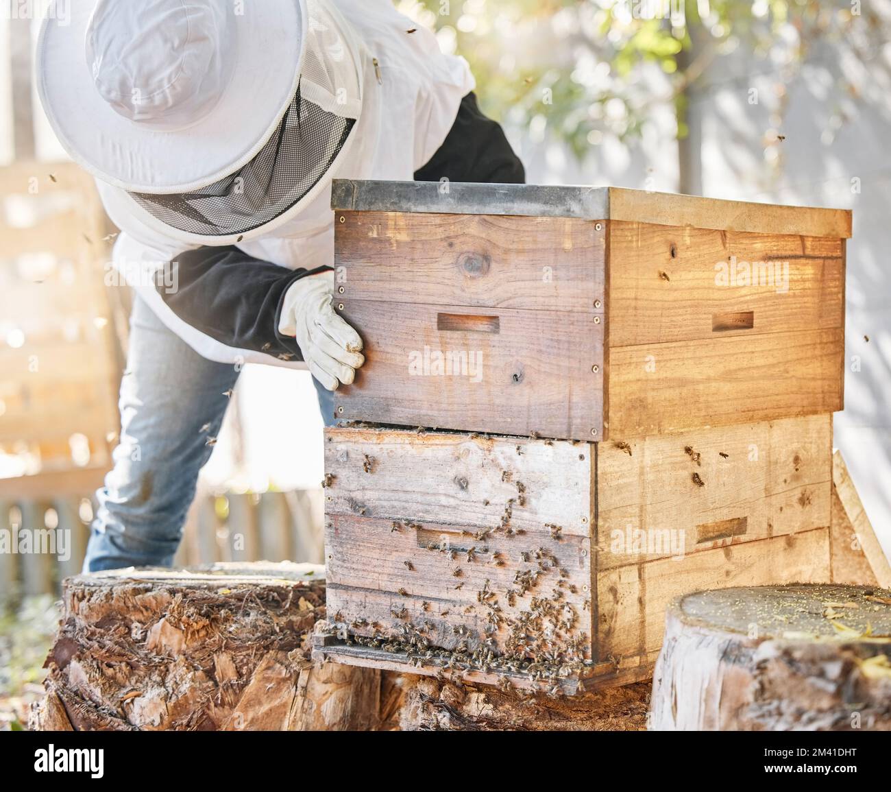 Bees, honey farming and beekeeper with crate, box and beehive for ...