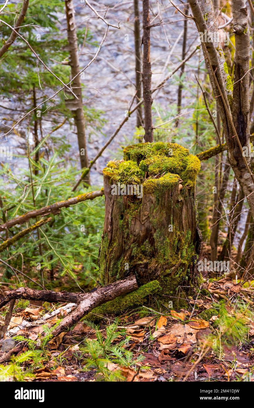 The stump in forest with new young plants growing on the top of stump ...