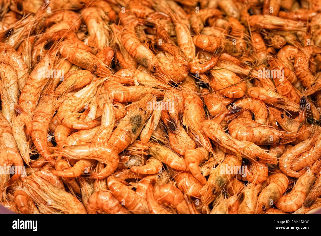 Closeup on an large group of freshly boiled as food North sea prawns ...
