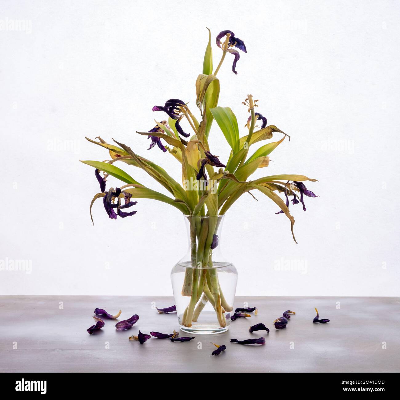 Tulip flowers bouquet - dried flowers that are already dead, white ...