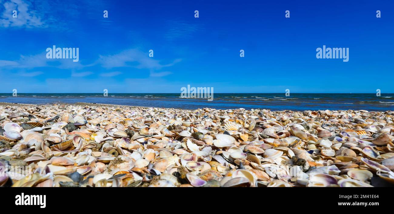 hundreds of thousands of shells on the seashore in summer Stock Photo ...
