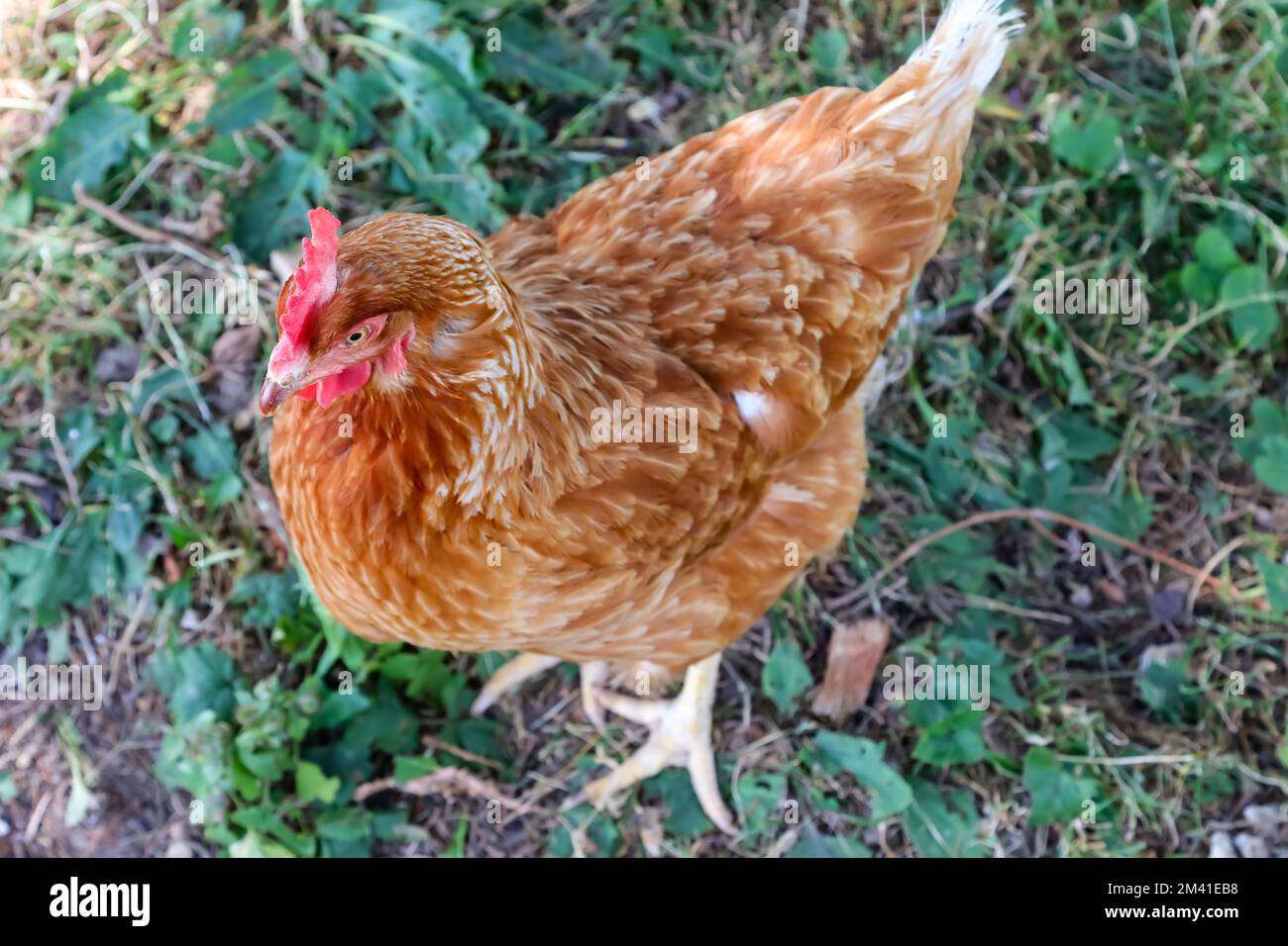 free range hen top view in an outdoor chicken coop Stock Photo - Alamy
