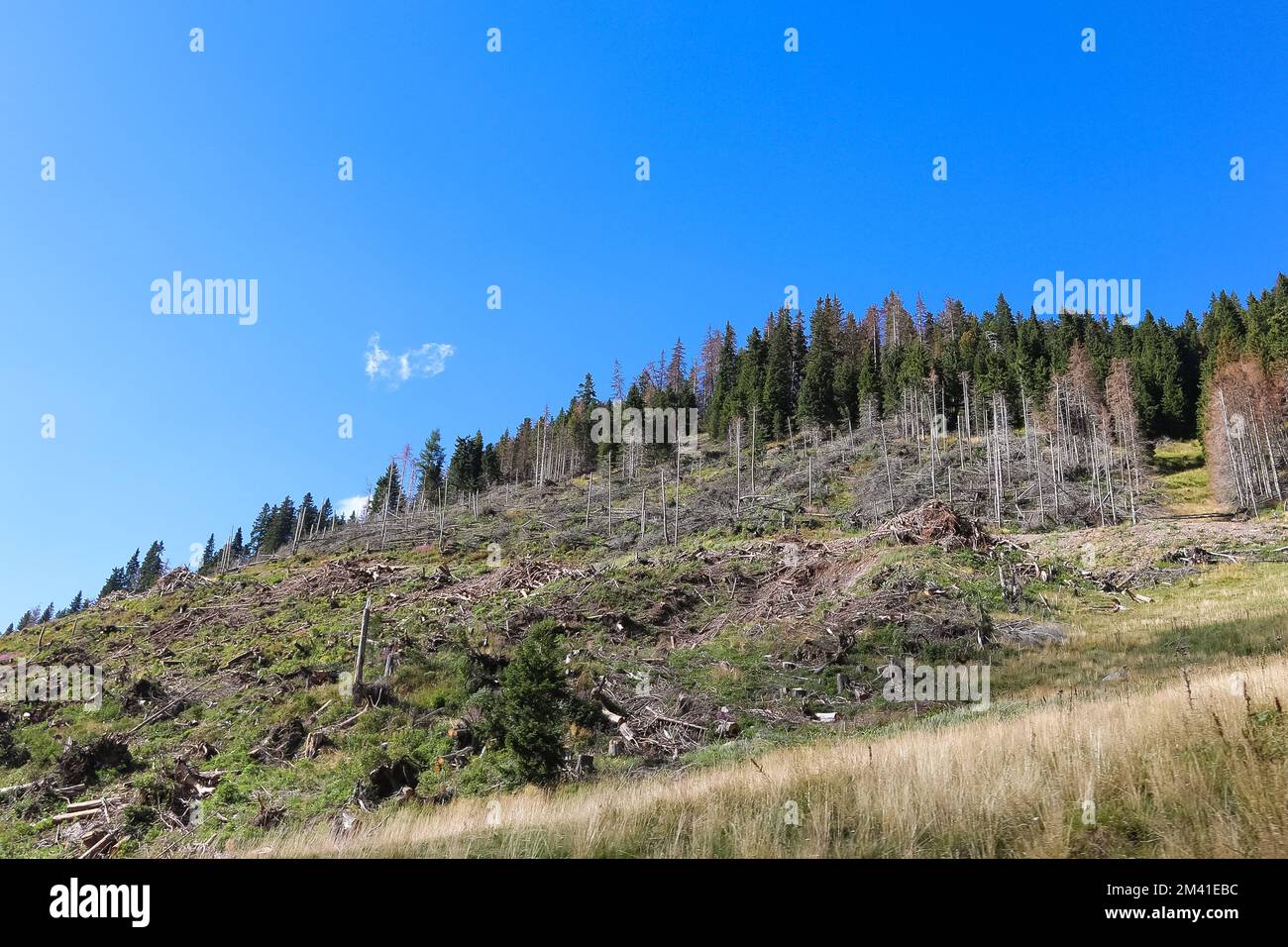 mountain and trees uprooted and uprooted due to Storm Adrian also known ...