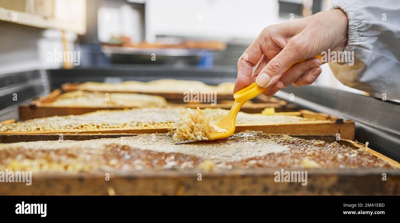 Hands, honeycomb and harvest tools for beeswax, farming and eco ...