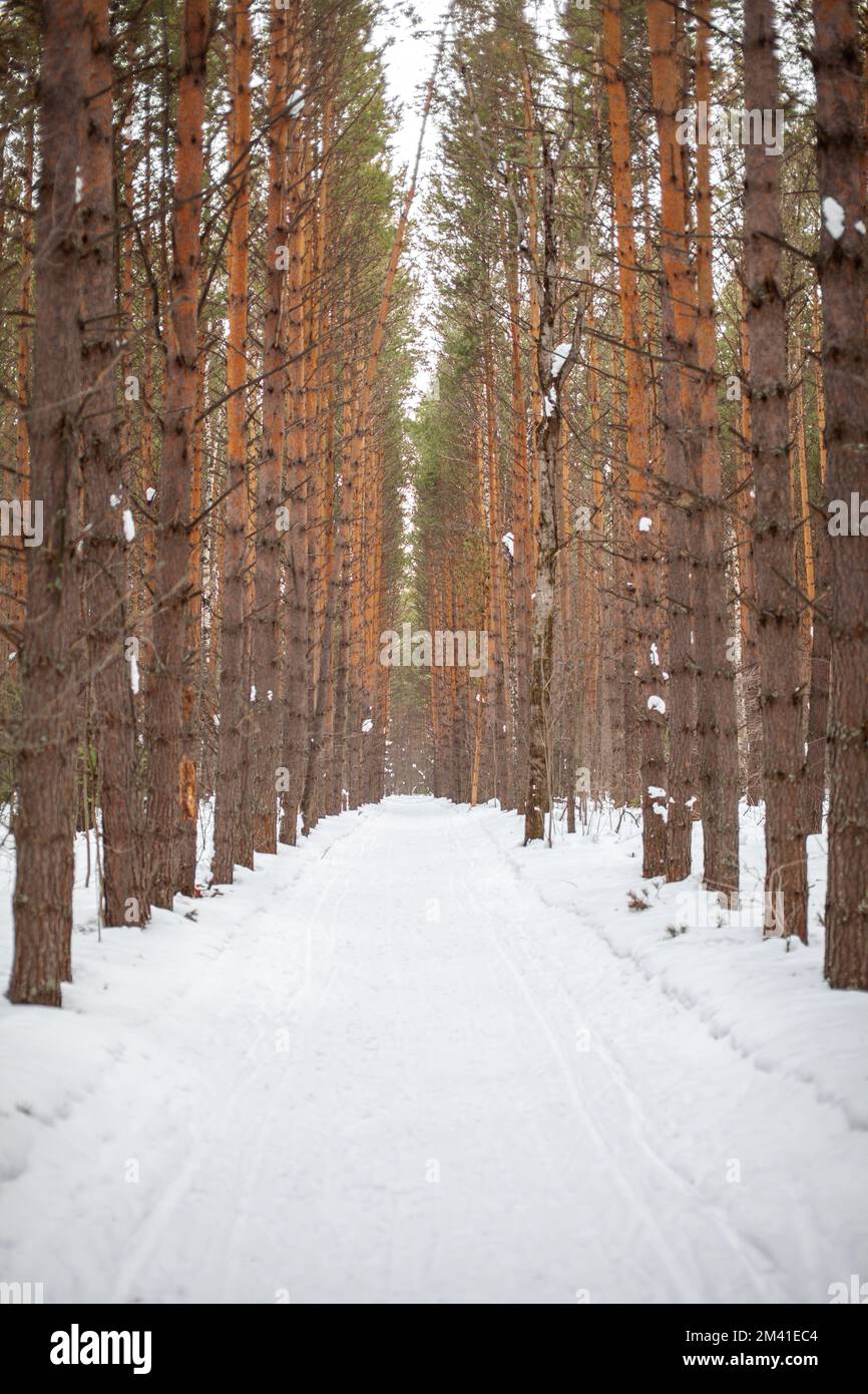 Winter road in a snowy forest, tall trees along the road Stock Photo ...