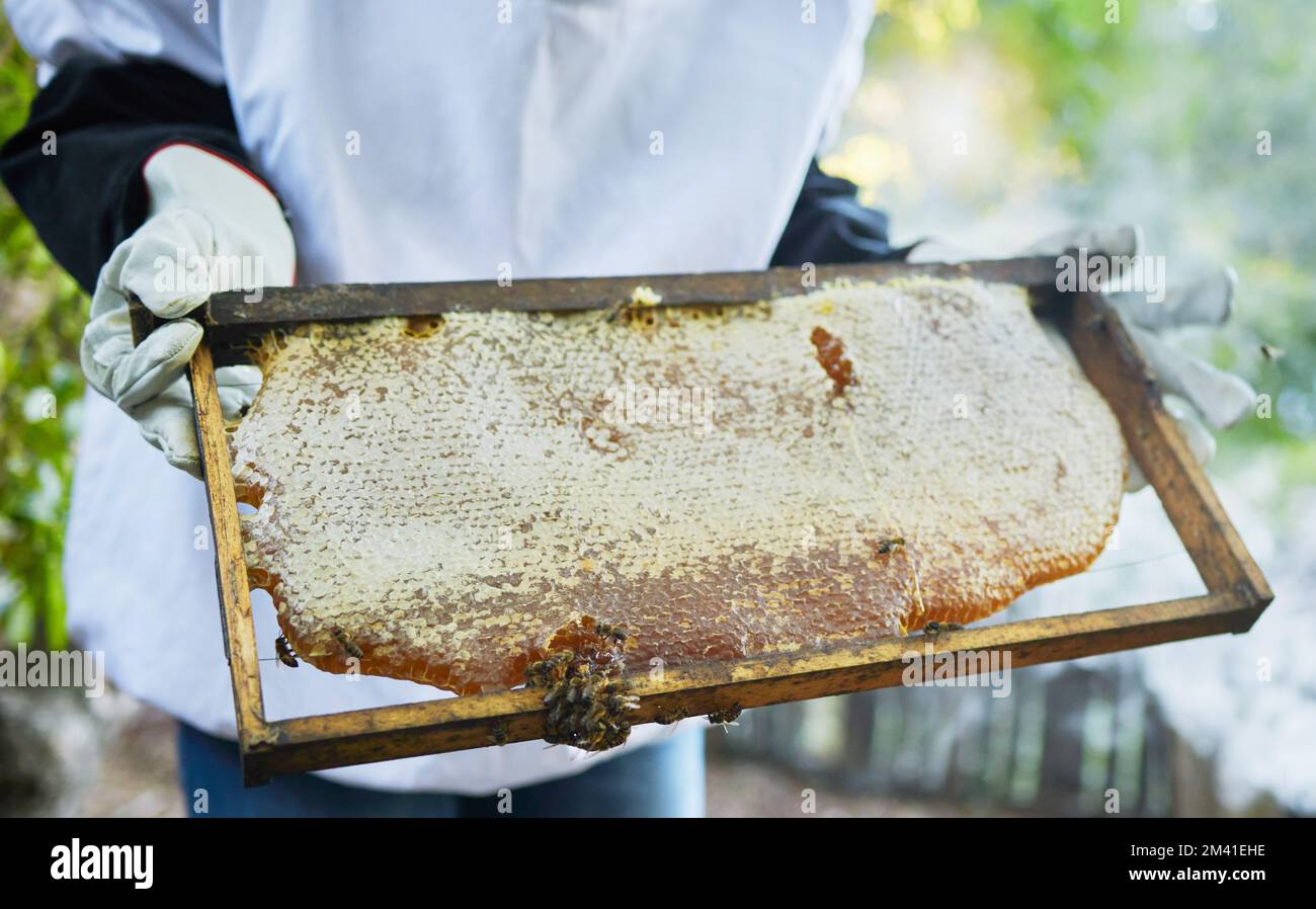 Propolis beehive frame hi-res stock photography and images - Alamy