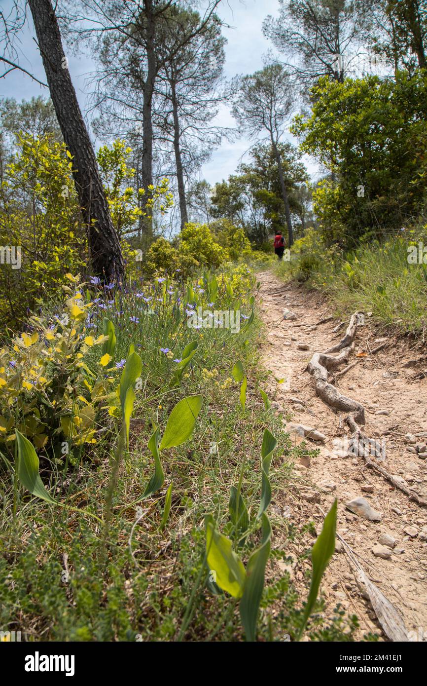 A vertical shot of the narrow dirt path with a walking person ...