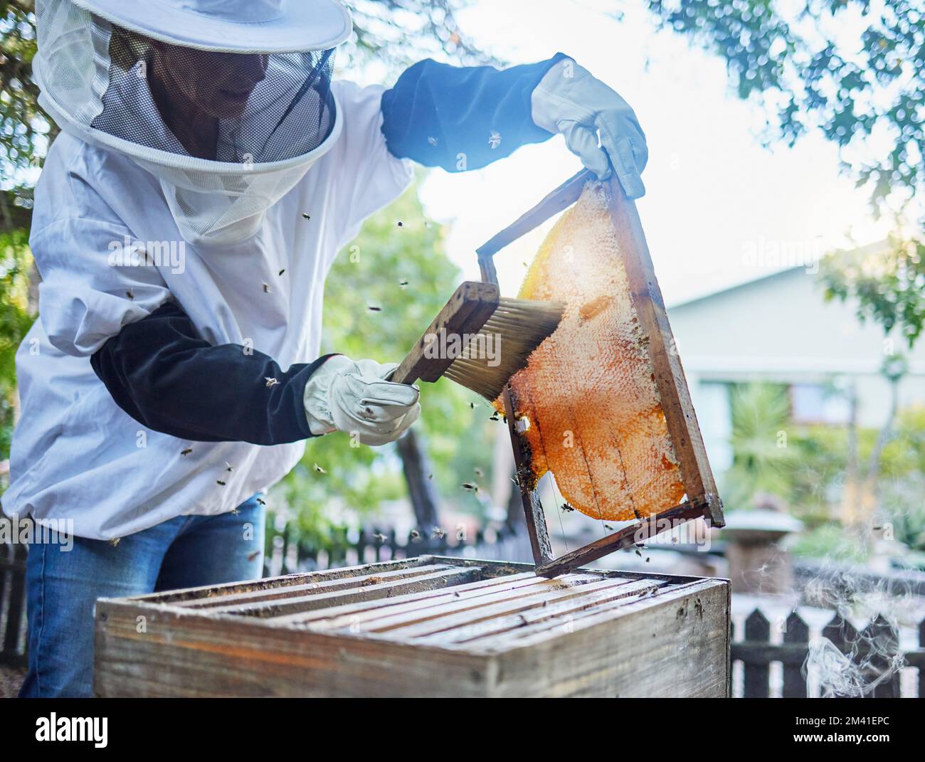 Bees, honey and brush for agriculture, sustainability and bee farmer ...
