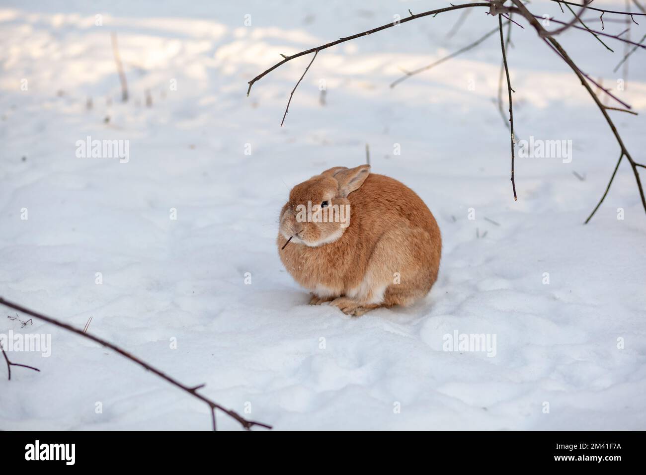 Captive bunny in a cage hi-res stock photography and images - Alamy
