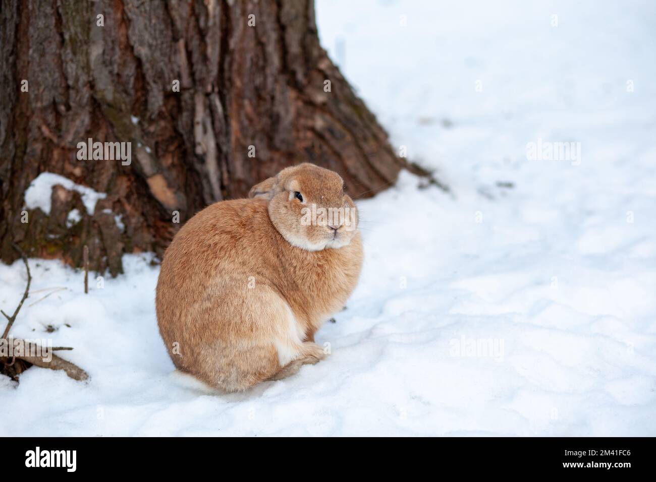 Beautiful, fluffy red rabbit in winter on the farm. A rabbit is walking ...