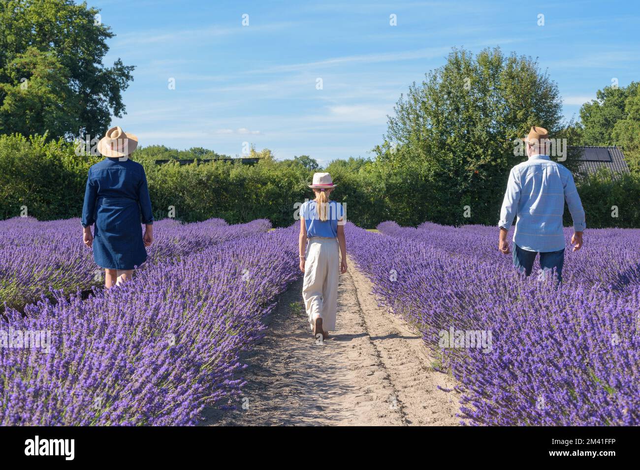 Walking through lavender blooming field. Man woman and girl going along ...