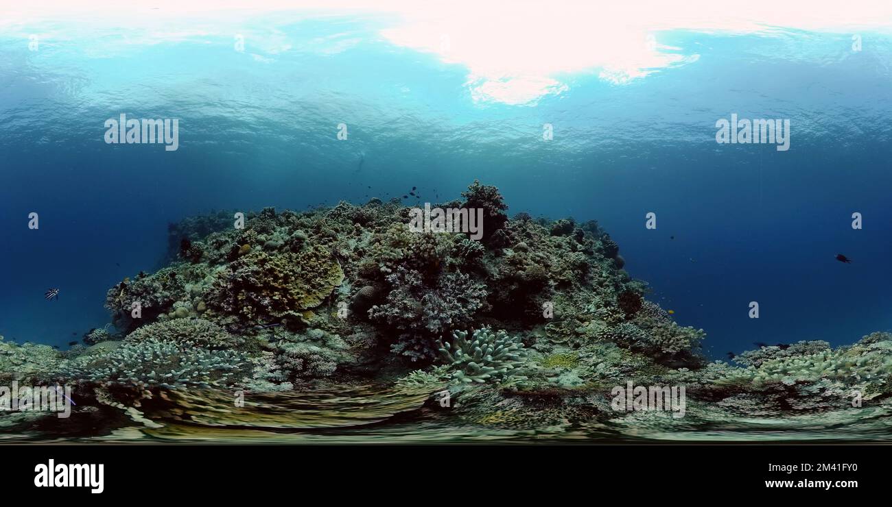 Sealife, Diving near a coral reef. Beautiful colorful tropical fish on ...