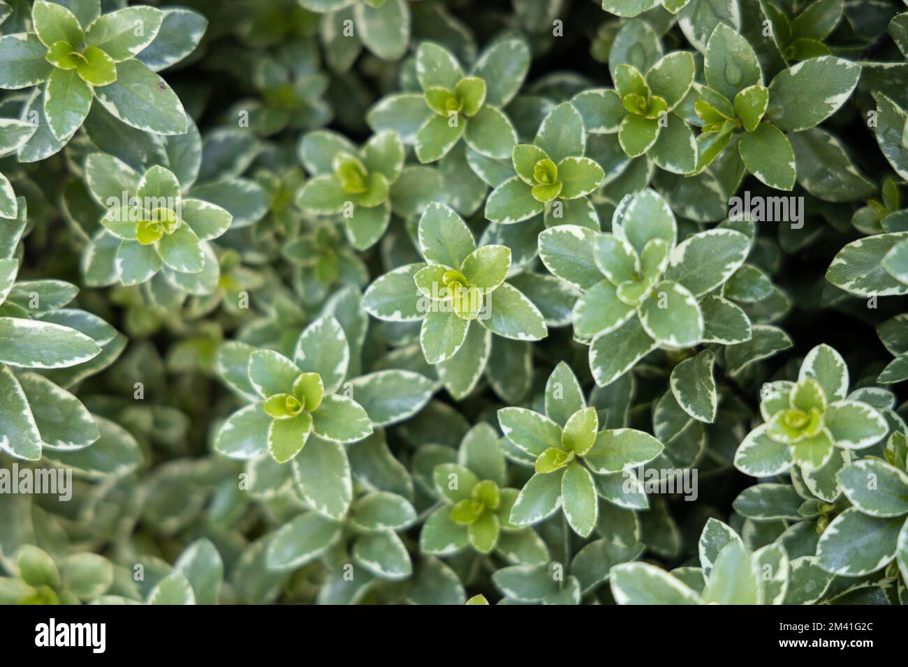 Silver queen plant hi-res stock photography and images - Alamy