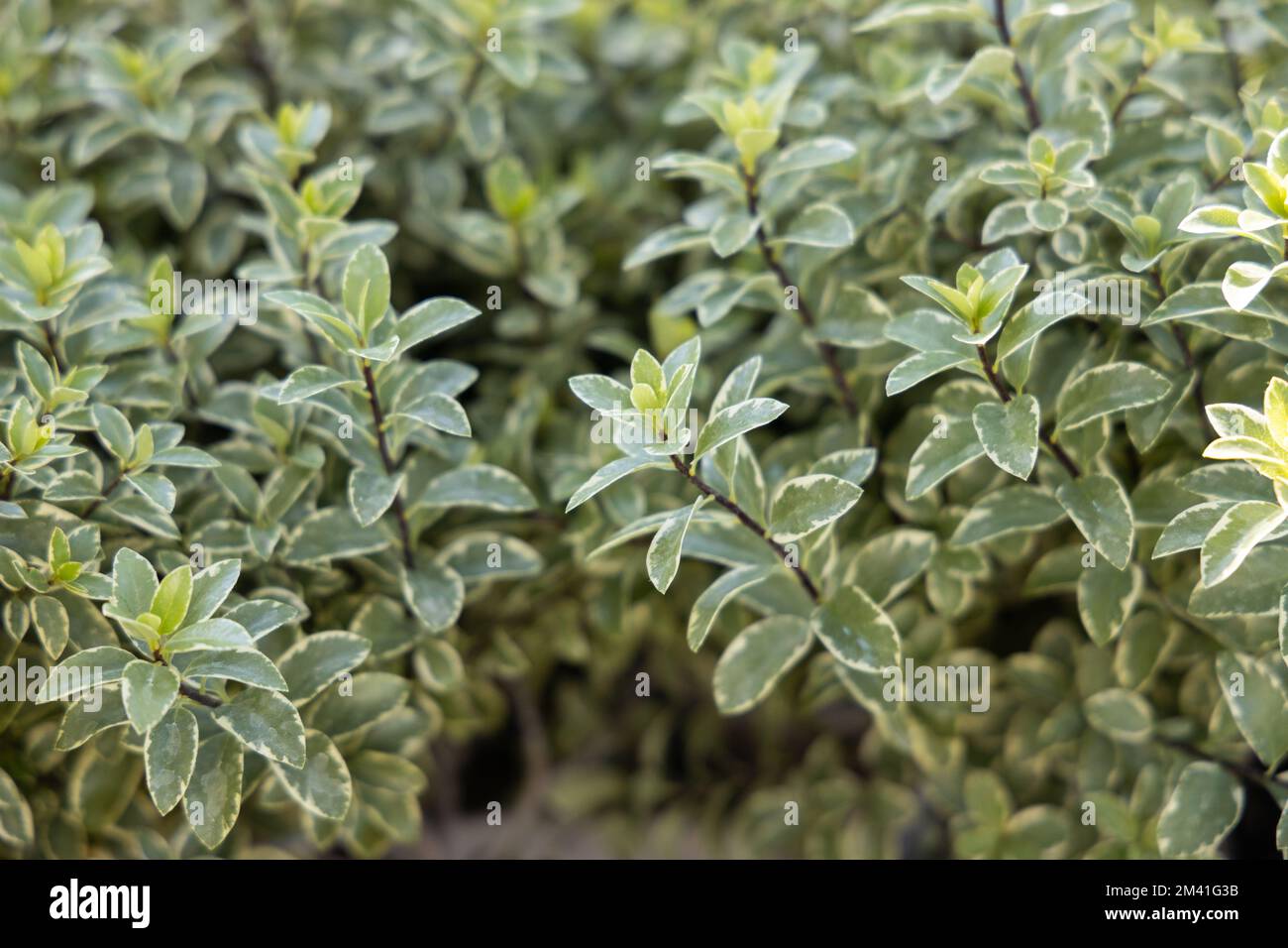 Silver Princess Euonymus