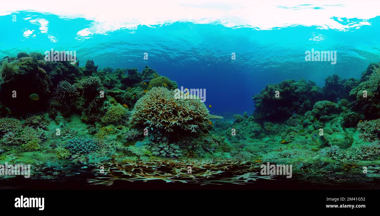 Underwater Colorful Tropical Fishes. wonderful and beautiful underwater ...