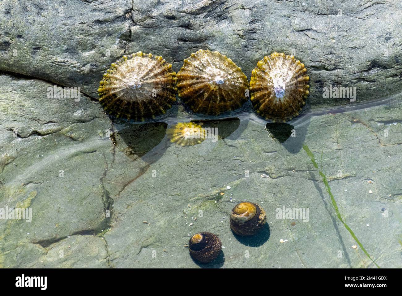Three limpet shells on the edge of a small rock pool Stock Photo - Alamy
