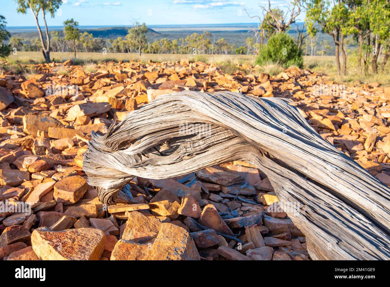 twisted dried timber possibly a Myall Tree (Acacia pendula) sitting on ...