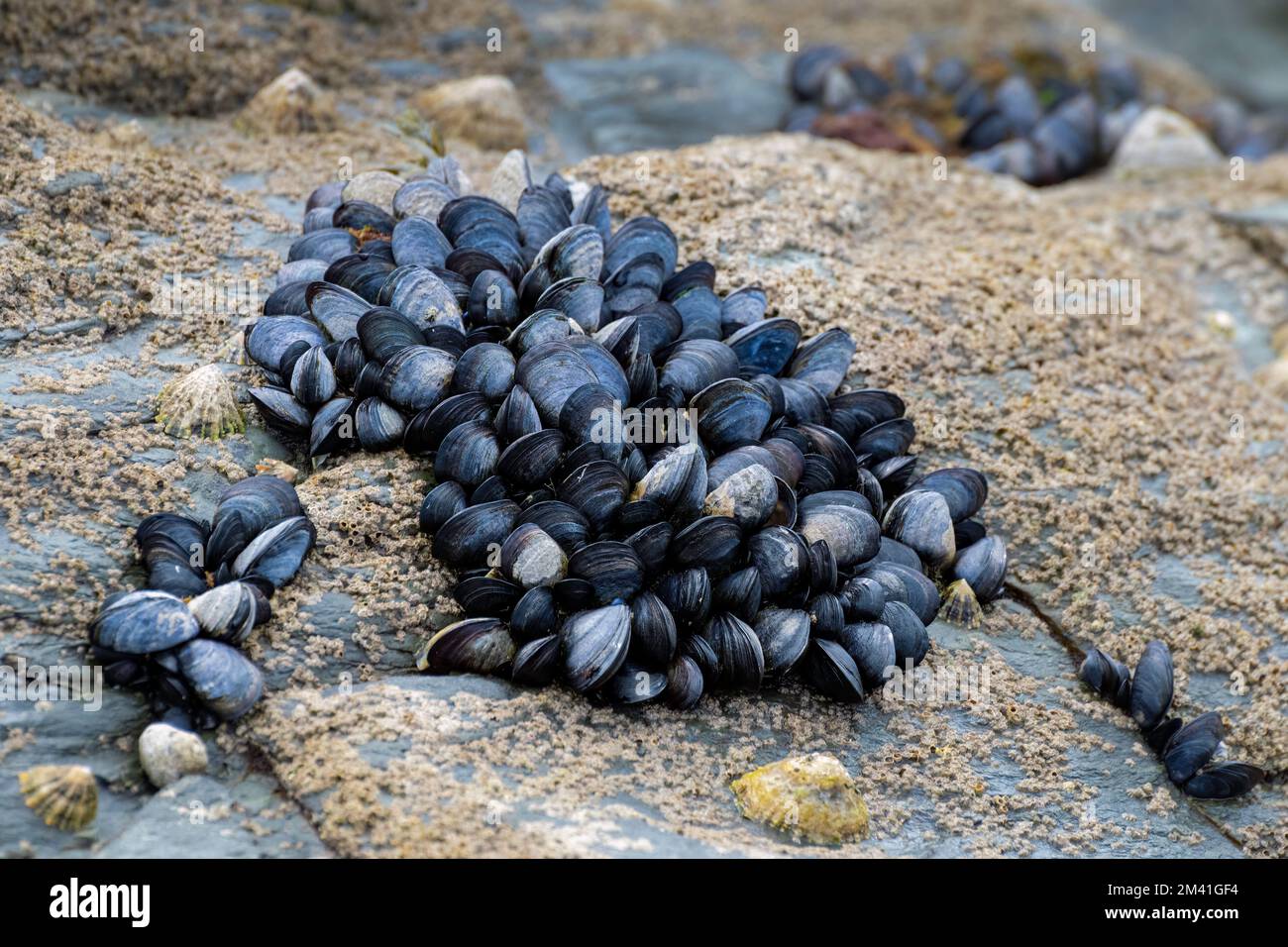 Cluster barnacles on rock hi-res stock photography and images - Alamy