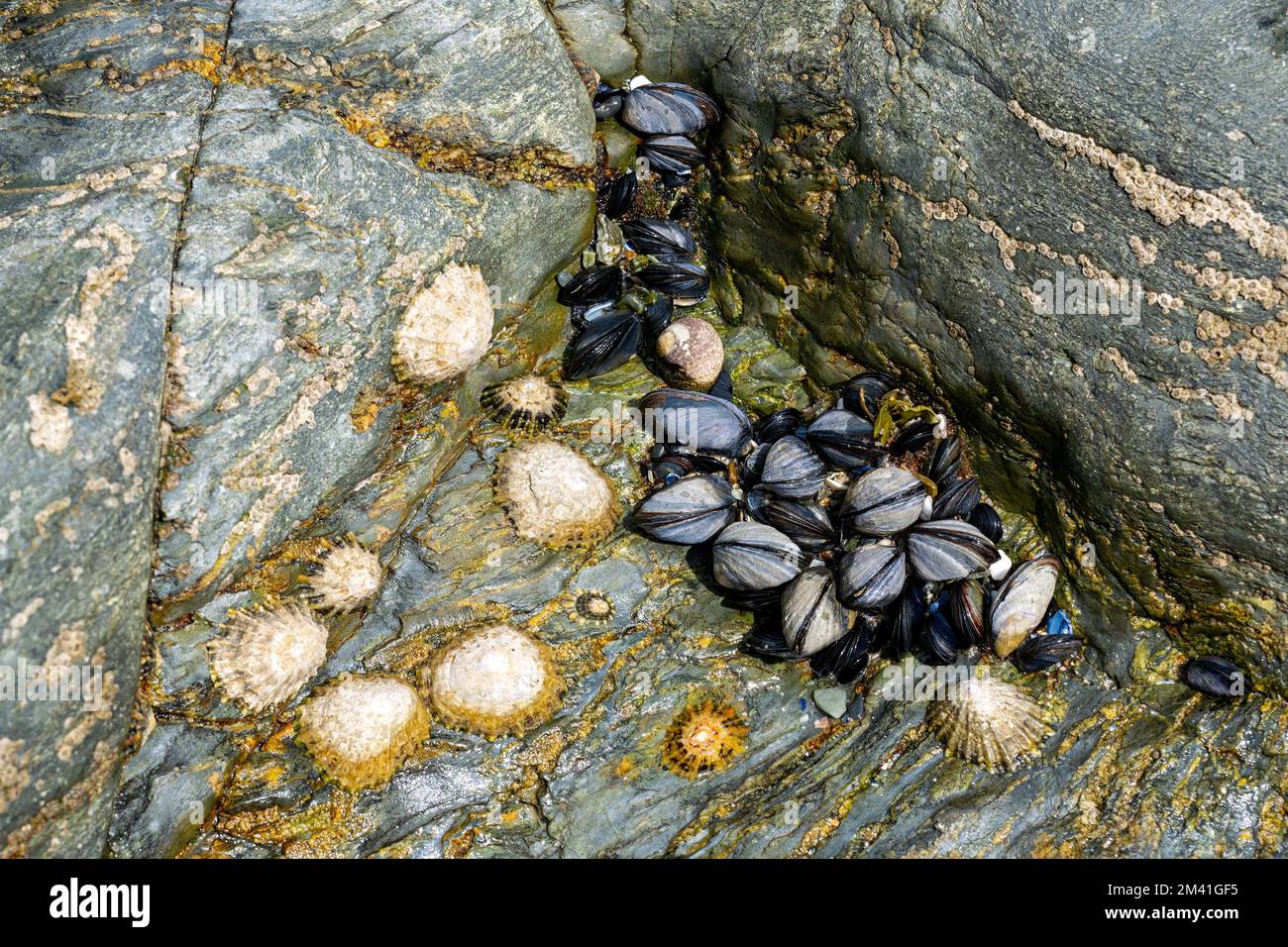 Small rocky crevice hi-res stock photography and images - Alamy