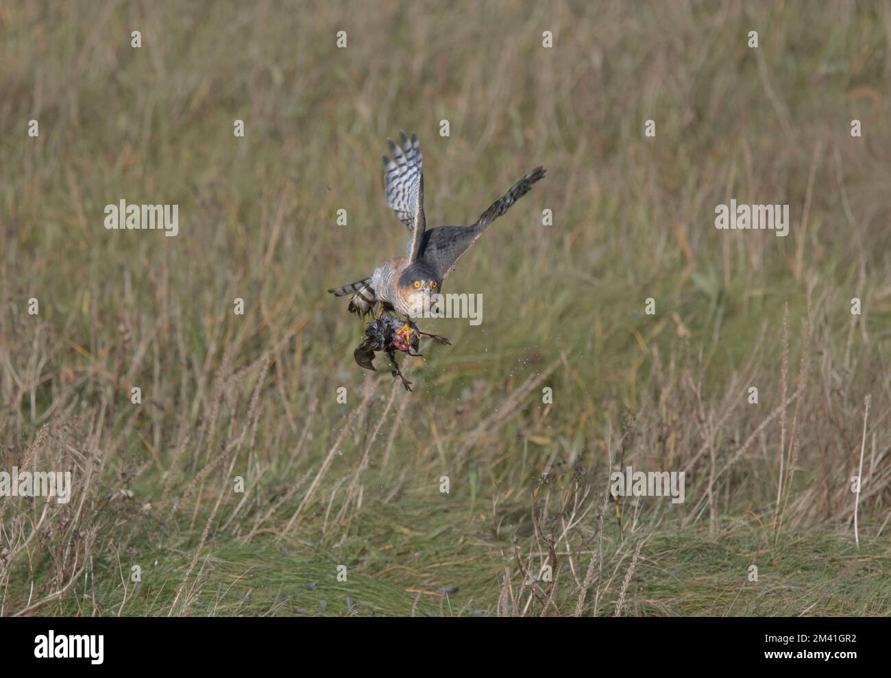 Sparrowhawk, Accipiter nisus, with Starling, flying over salt marsh ...