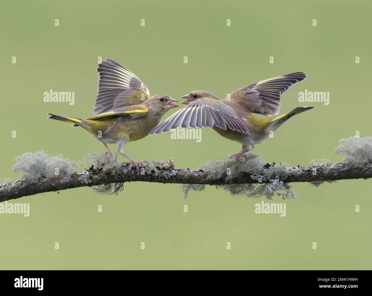 Greenfinch carduelis chloris flying hi-res stock photography and images ...