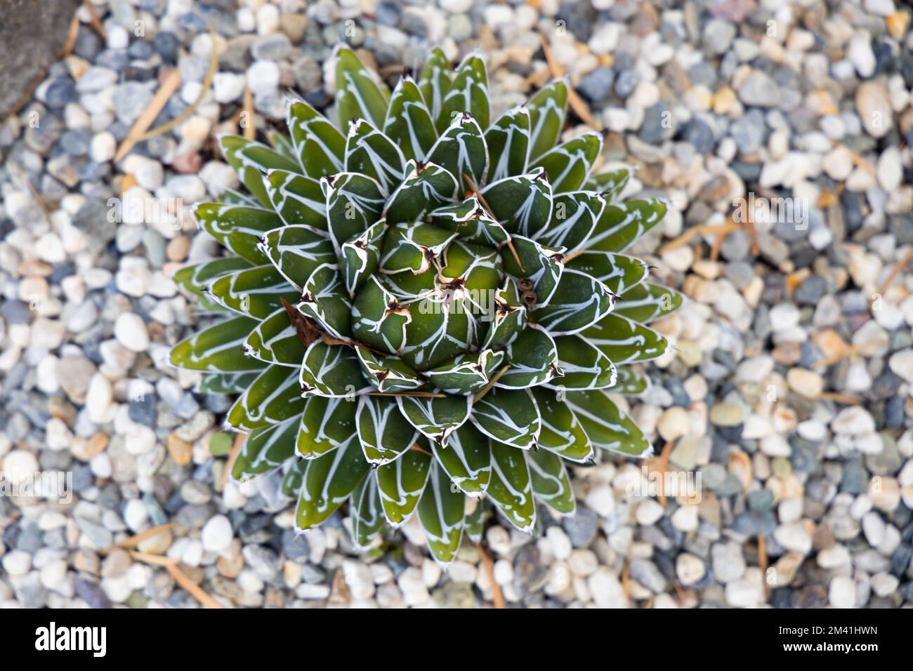 The Agave Victoriae-Reginae Compacta in the succulent garden Stock ...
